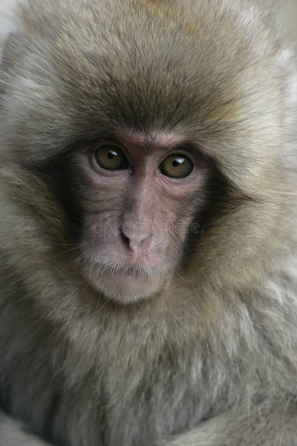 Snow Monkey or Japanese Macaque Stock Image - Image of fuscata, macaca ...
