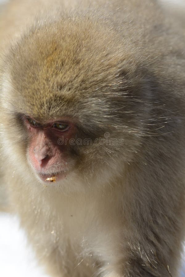 Snow monkey stock photo. Image of life, japan, portrait - 30135300