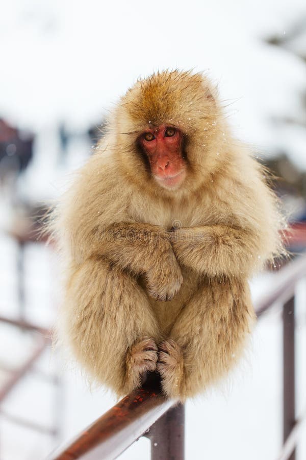 Snow Monkey stock photo. Image of nature, tourism, japanese - 61654726