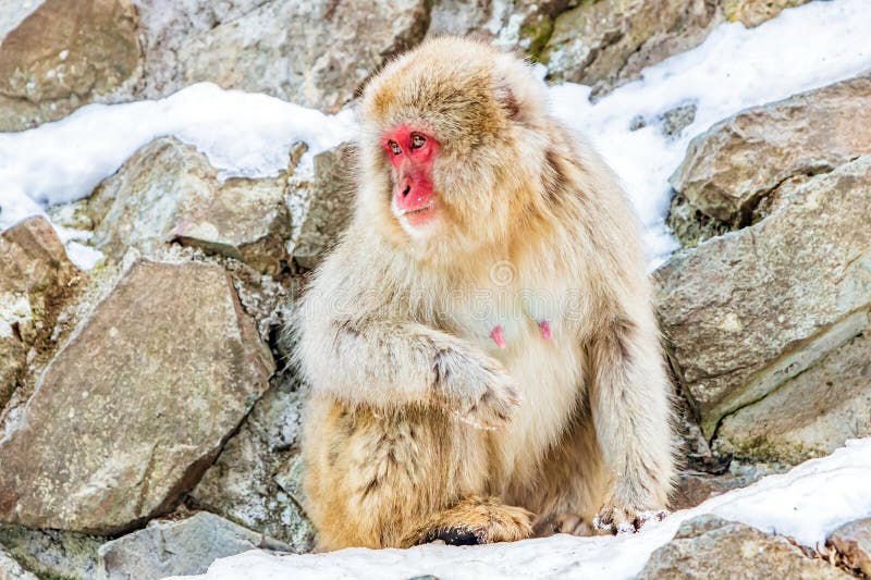 Snow Monkey Japanese Macaque Yamanouchi Japan Stock Image - Image of ...
