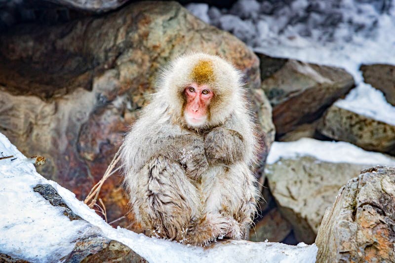 Snow Monkey Japanese Macaque Yamanouchi Japan Stock Photo - Image of ...