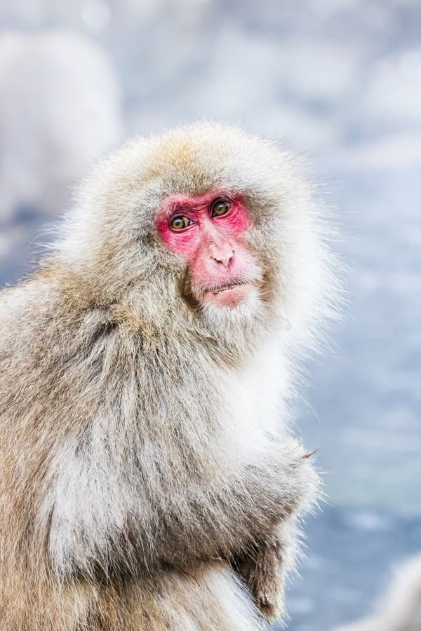 Snow Monkey Japanese Macaque Yamanouchi Japan Stock Photo - Image of ...