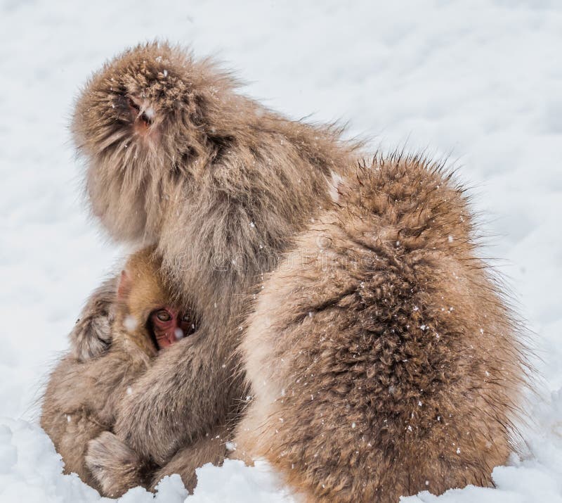 Snow Monkey stock photo. Image of nakano, portrait, group - 89863276