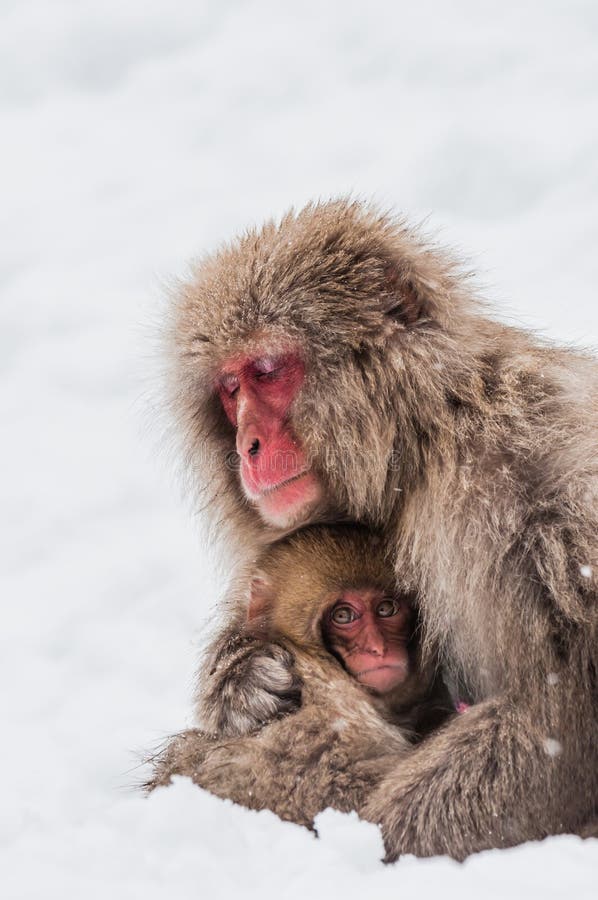 Snow Monkey stock photo. Image of beauty, nature, animal - 89863312
