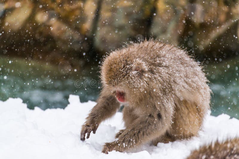 Snow Monkey stock photo. Image of monkeys, animal, animals - 89863418