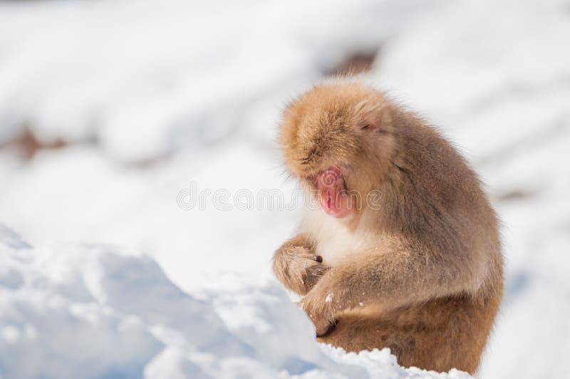 Snow Monkey stock photo. Image of face, portrait, mammal - 89862762