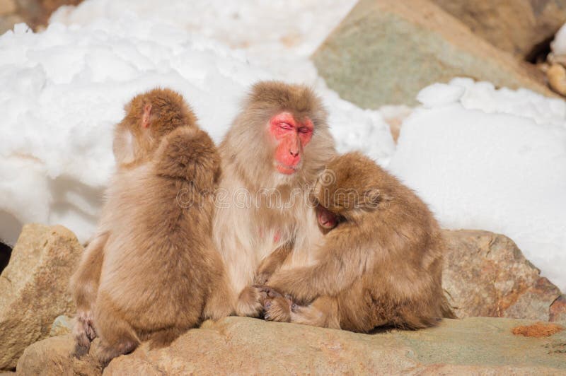 Snow Monkey stock image. Image of jigokudanijapan, japanese - 89862781