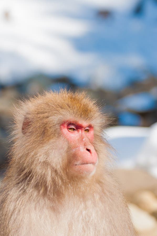 Snow Monkey stock photo. Image of jigokudanijapan, cold - 89862782