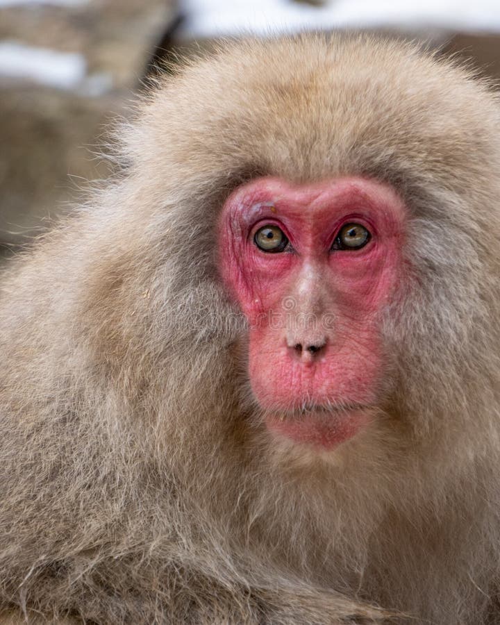 Snow Monkey stock image. Image of jungle, animal, park - 187325569