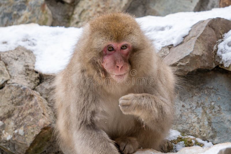 Snow Monkey stock photo. Image of baby, nature, monkey - 187325578