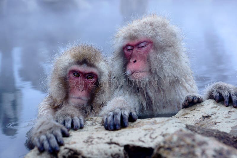 Snow Monkey stock image. Image of relax, winter, cute - 37657195