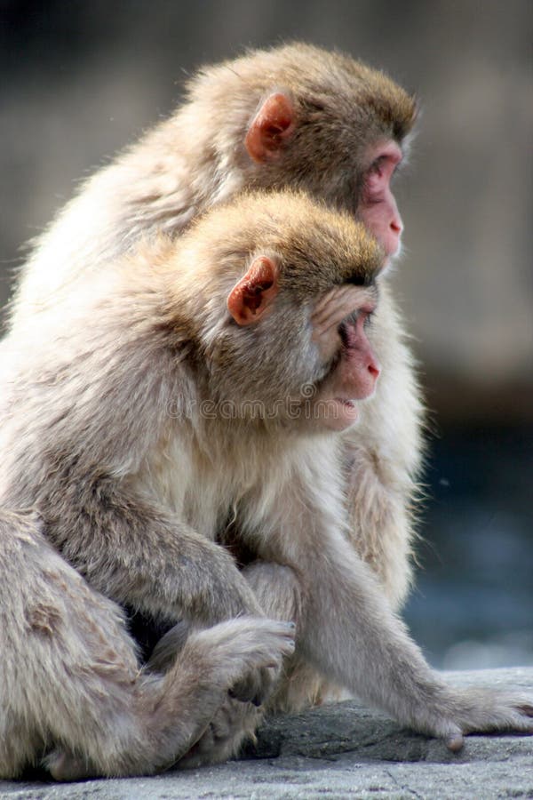 Snow monkey stock image. Image of season, nagano, nature - 22759029