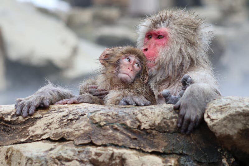 Snow Monkey Mother and Child Taking the Hot Spring, in Nagano, Japan ...