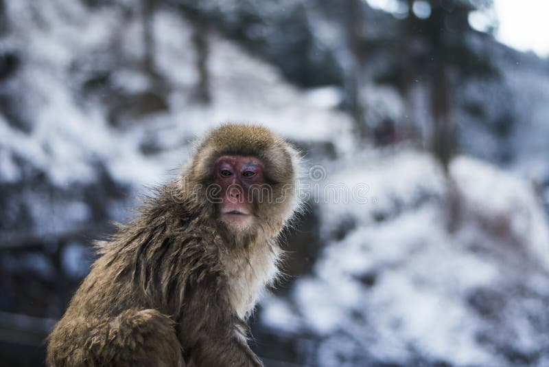 Snow Monkey stock image. Image of monkey, primate, nagano - 83732289