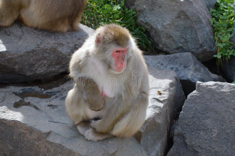 Snow Monkey stock photo. Image of nature, monkey, autumn - 81403268