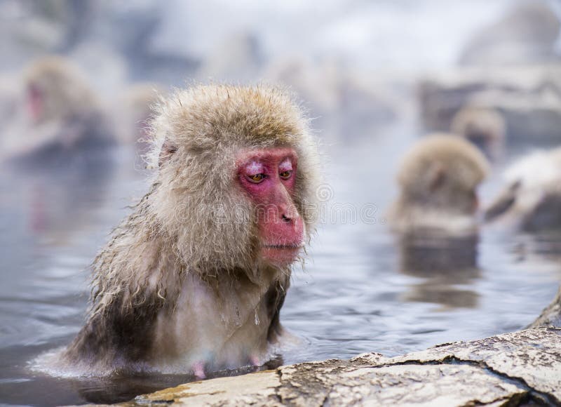Snow Monkey Park stock image. Image of jigokudani, spring - 36162925