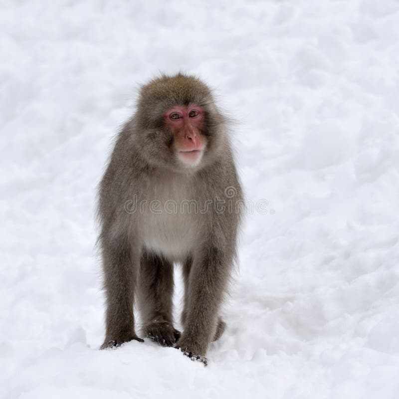 Snow monkey walking stock photo. Image of nagano, travel - 38975464