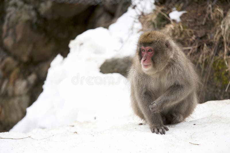 Snow Monkey Sleep and Relax in Hot Spring Stock Photo - Image of bathe ...