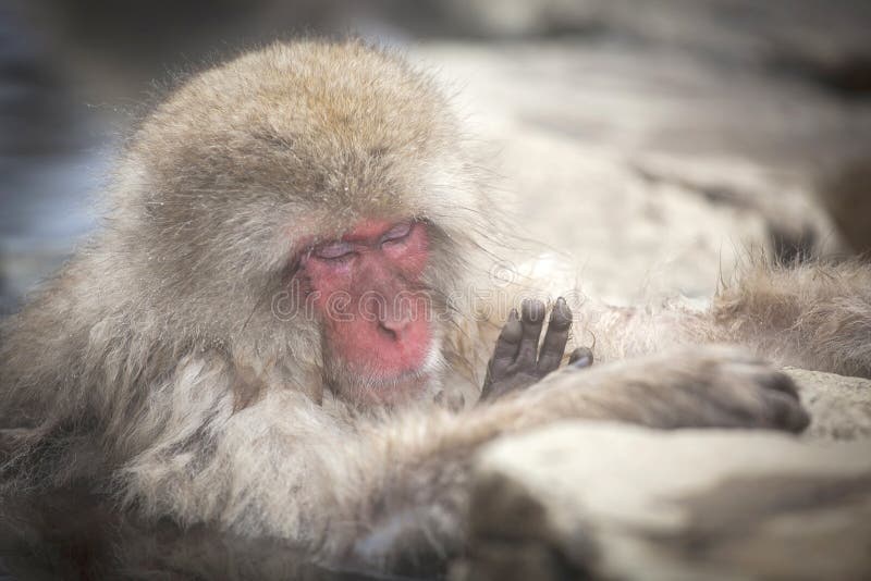 Snow Monkey Sleep and Relax in Hot Spring Stock Photo - Image of bathe ...