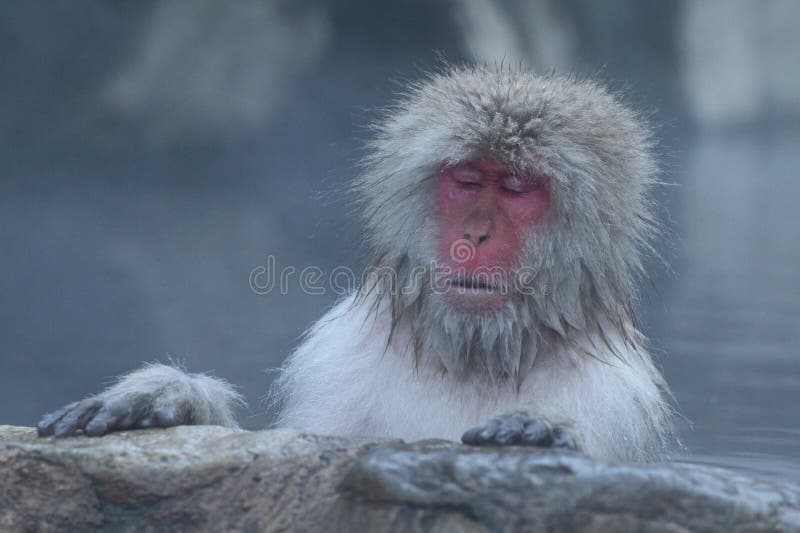 Snow Monkey Sleeping in the Hot Spring, in Nagano Stock Image - Image ...