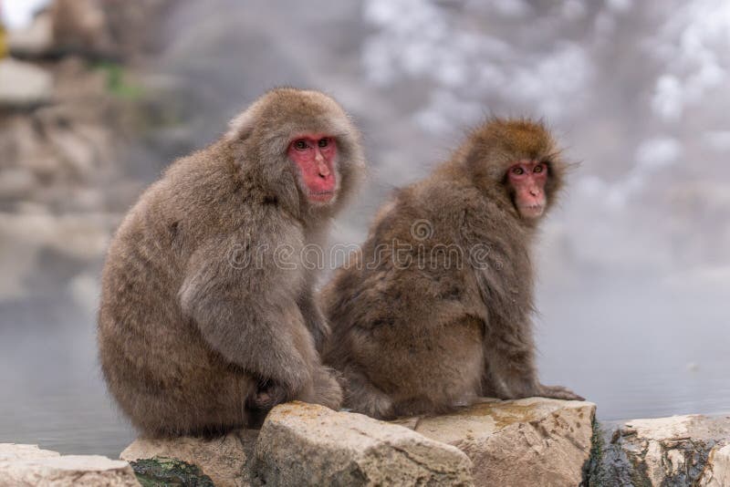 Snow Monkey stock photo. Image of snow, wild, animal - 187325228