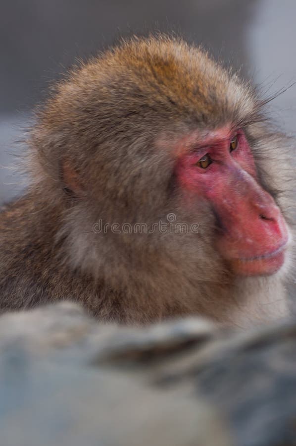 Snow Monkey in the spa stock image. Image of nagano, jigokudani - 89862809