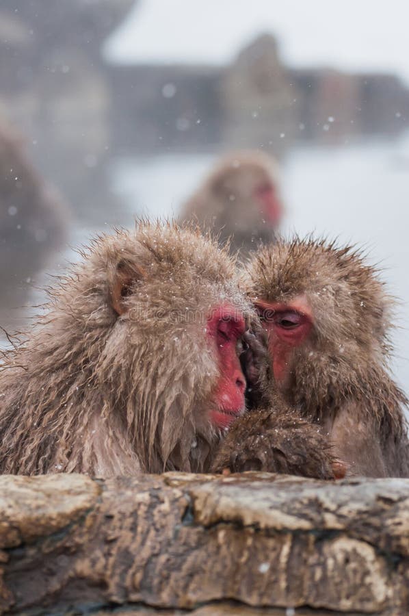 Snow Monkey in the spa stock photo. Image of bath, life - 89863310