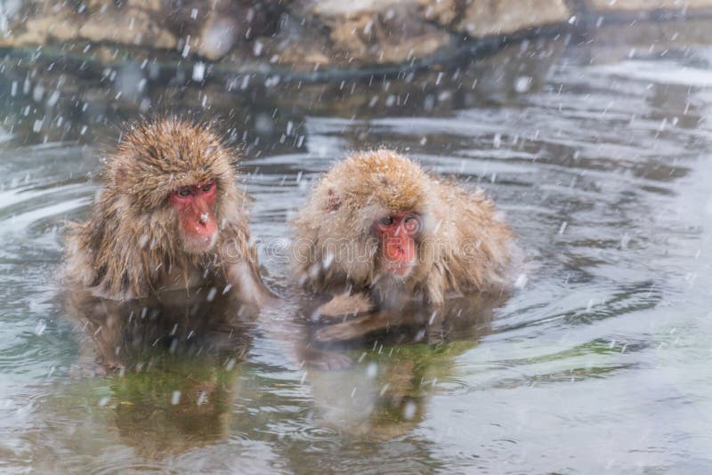 Snow Monkey in the spa stock image. Image of portrait - 89863433