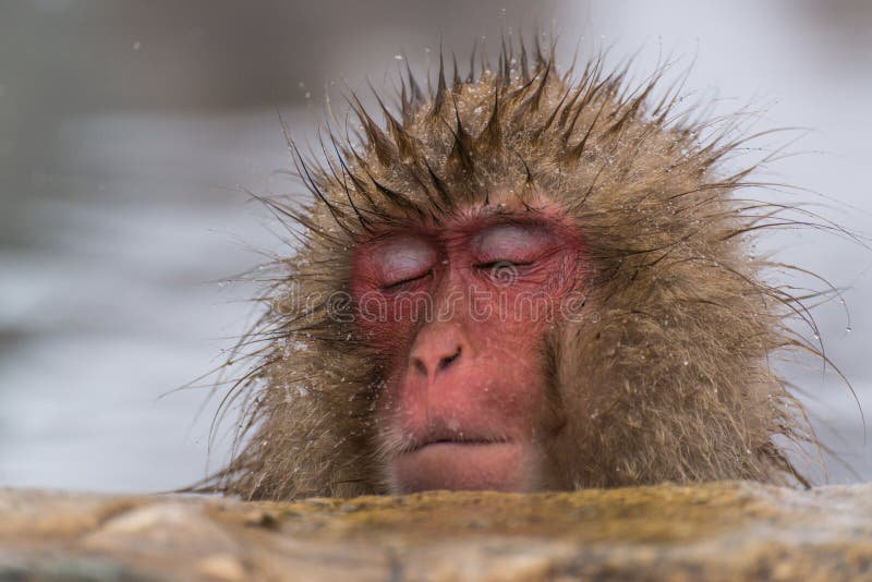 Snow Monkey in the spa stock photo. Image of macaque - 89863476