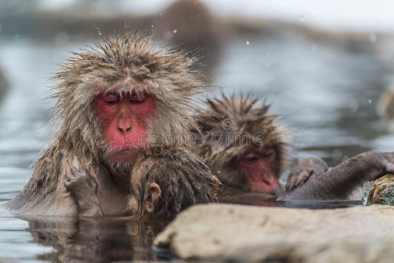 Snow Monkey in the spa stock image. Image of jigokudani - 89863499
