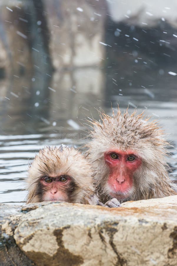 Snow Monkey in the spa stock photo. Image of natural - 89863504