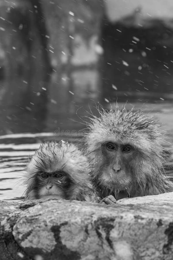 Snow Monkey in the spa stock image. Image of relax, japan - 89863455