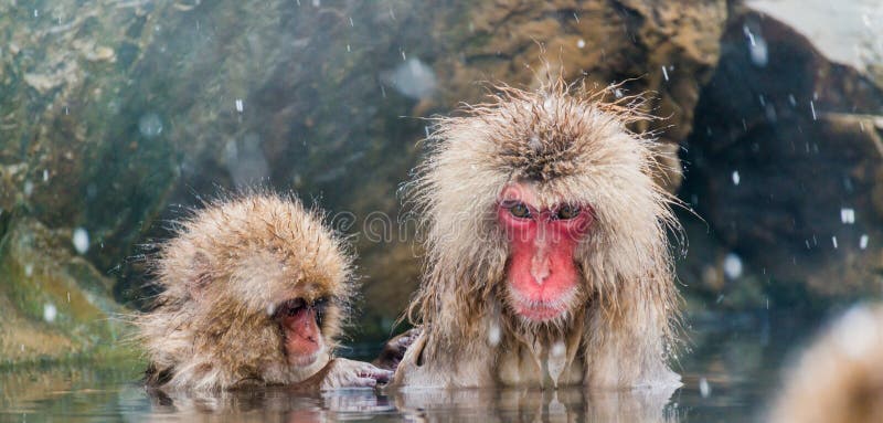 Snow Monkey in the spa stock photo. Image of macaque - 89863566