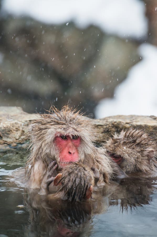 Snow Monkey in the spa stock photo. Image of relaxation - 89863588