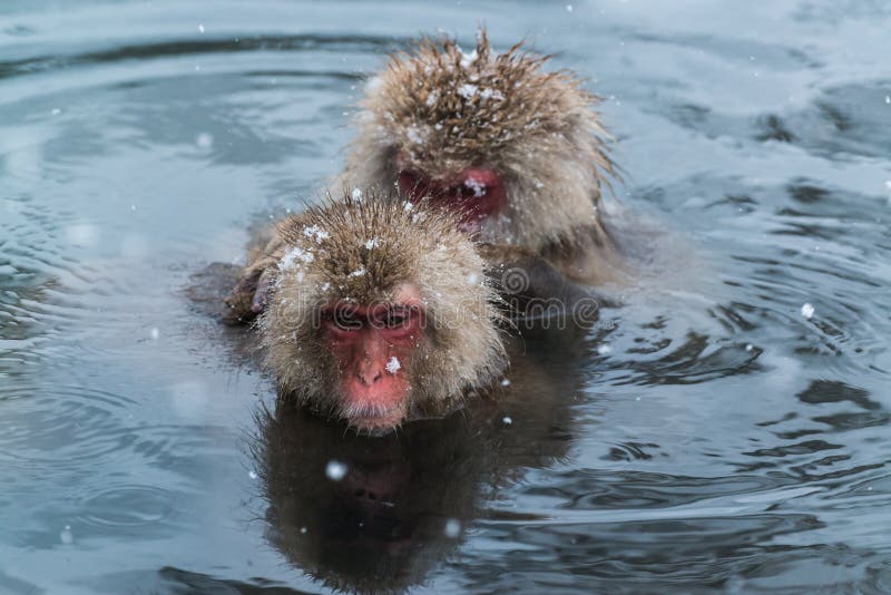 Snow Monkey in the spa stock photo. Image of monkeys - 89863618