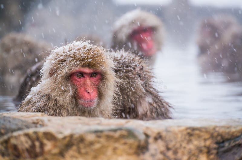 Snow Monkey in the spa stock image. Image of life, park - 89863705