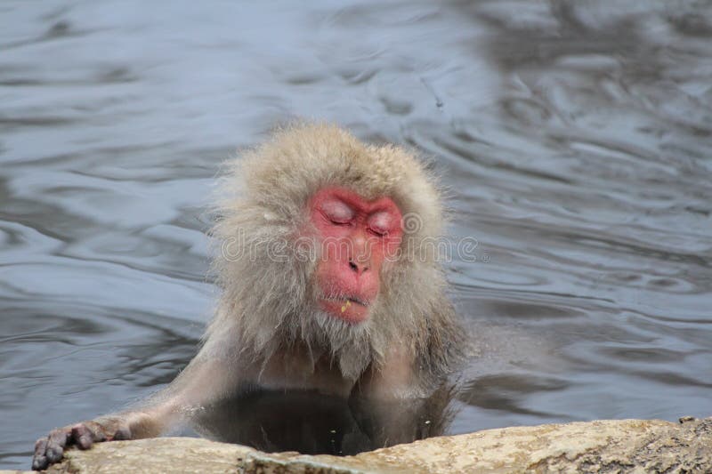 Snow Monkey Taking the Hot Spring, in Nagano Stock Photo - Image of ...