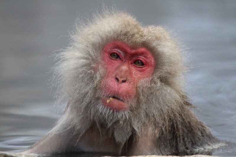 Snow Monkey Taking the Hot Spring, in Nagano, Japan Stock Image - Image ...