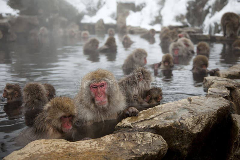 Snow monkeys stock image. Image of onsen, cold, snow - 22973781