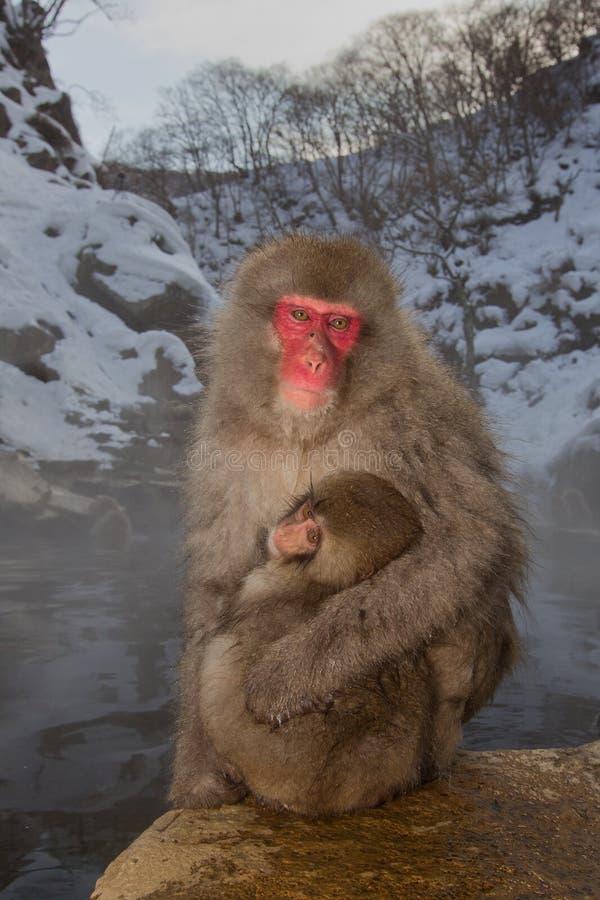 Snow Monkeys at Hot Spring stock image. Image of monkeys - 17900297