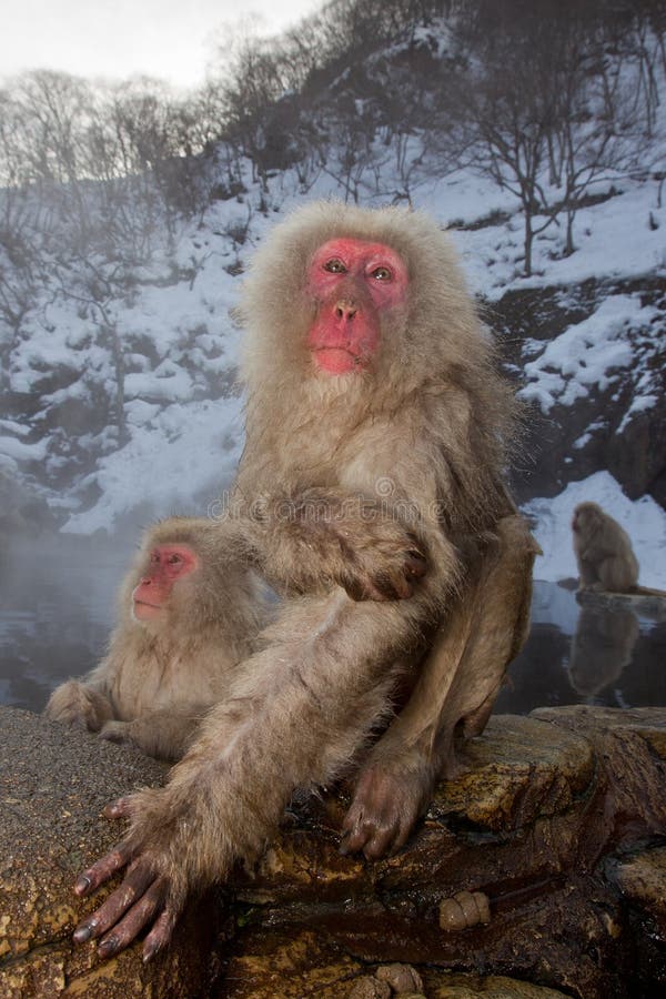 Snow Monkeys at Hot Spring stock image. Image of outside - 17900799