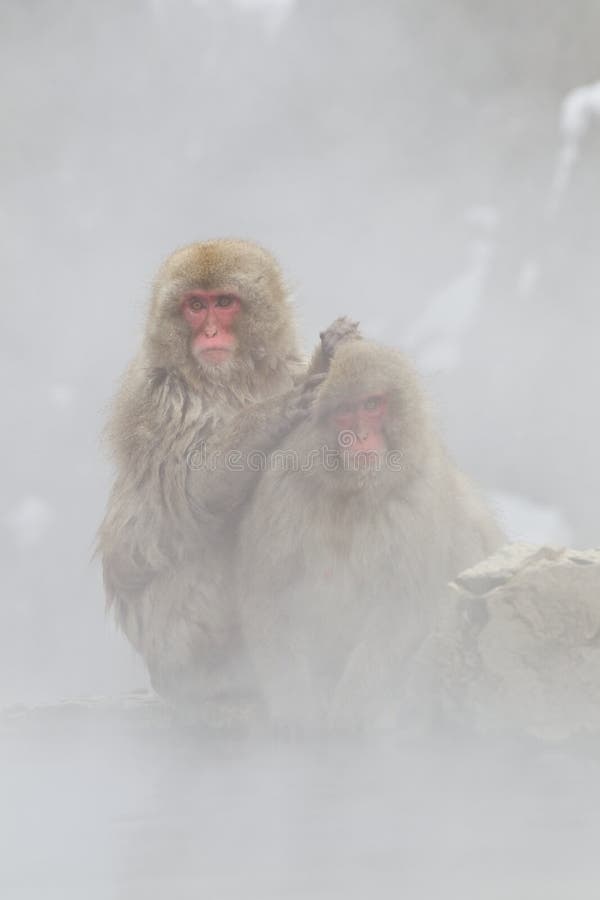 Snow Monkeys at Hot Spring stock image. Image of outside - 17900799