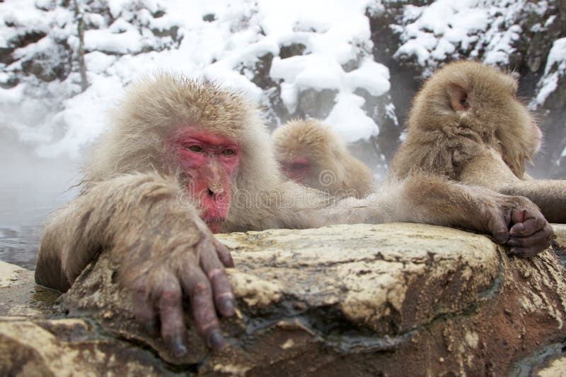 Snow Monkeys at Hot Spring stock image. Image of outside - 17900799