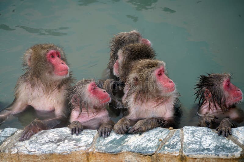 Snow Monkeys in the Hot Spring Stock Photo - Image of fence, cute ...