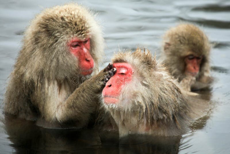 Snow Monkeys, Macaque Bathing in Hot Spring, Nagano Prefecture, Japan ...