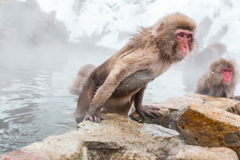 Snow Monkeys Sitting in a Hot Spring, Japan. Stock Image - Image of ...