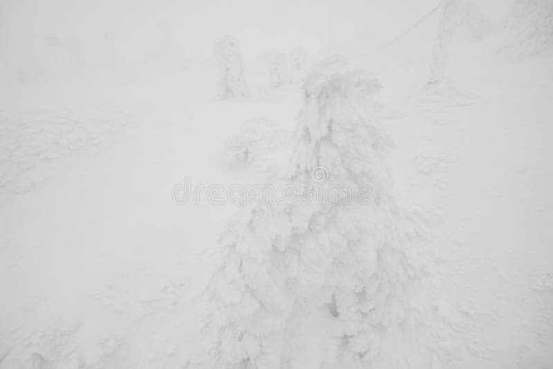 Snow Monsters Area Mountain Zao, Japan Stock Image - Image of landscape ...