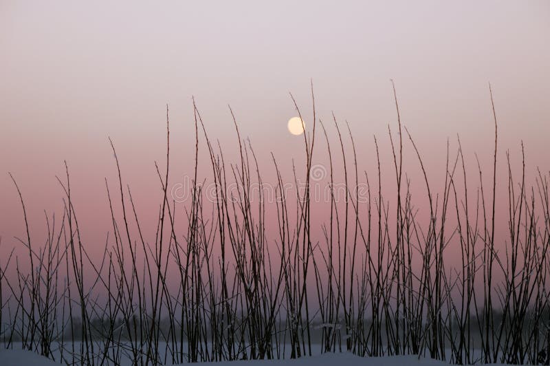 Snow moon stock photo. Image of roses, branch, sunrise - 66681780
