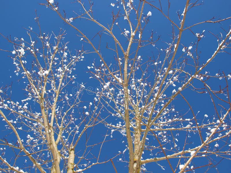 Snow morning stock photo. Image of forest, solitude, tree - 13486290