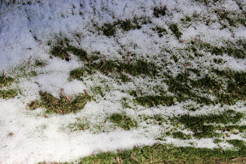 Snow and moss stock image. Image of winter, plant, soil - 205746283